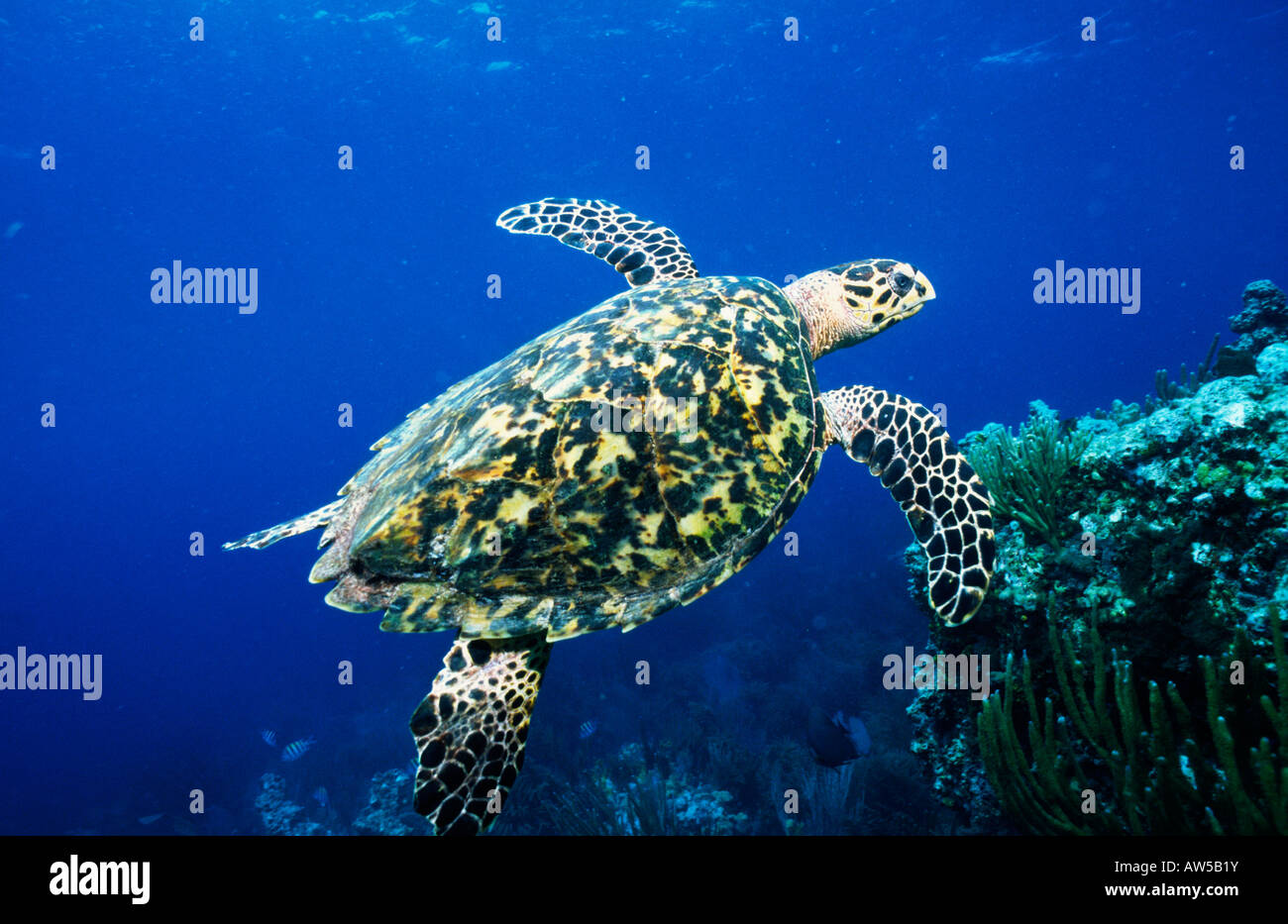 Sea Turtle off the coast of St John Island Stock Photo - Alamy