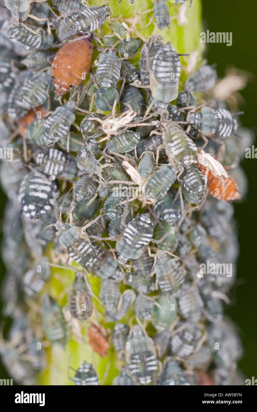 APHIDS FEEDING ON PLANT STEM Stock Photo - Alamy