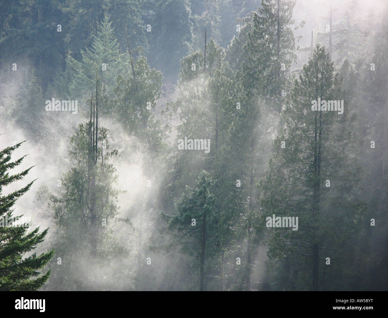 North Vancouver, BC, Canada Mist and trees in Capilano Pacific Park ...