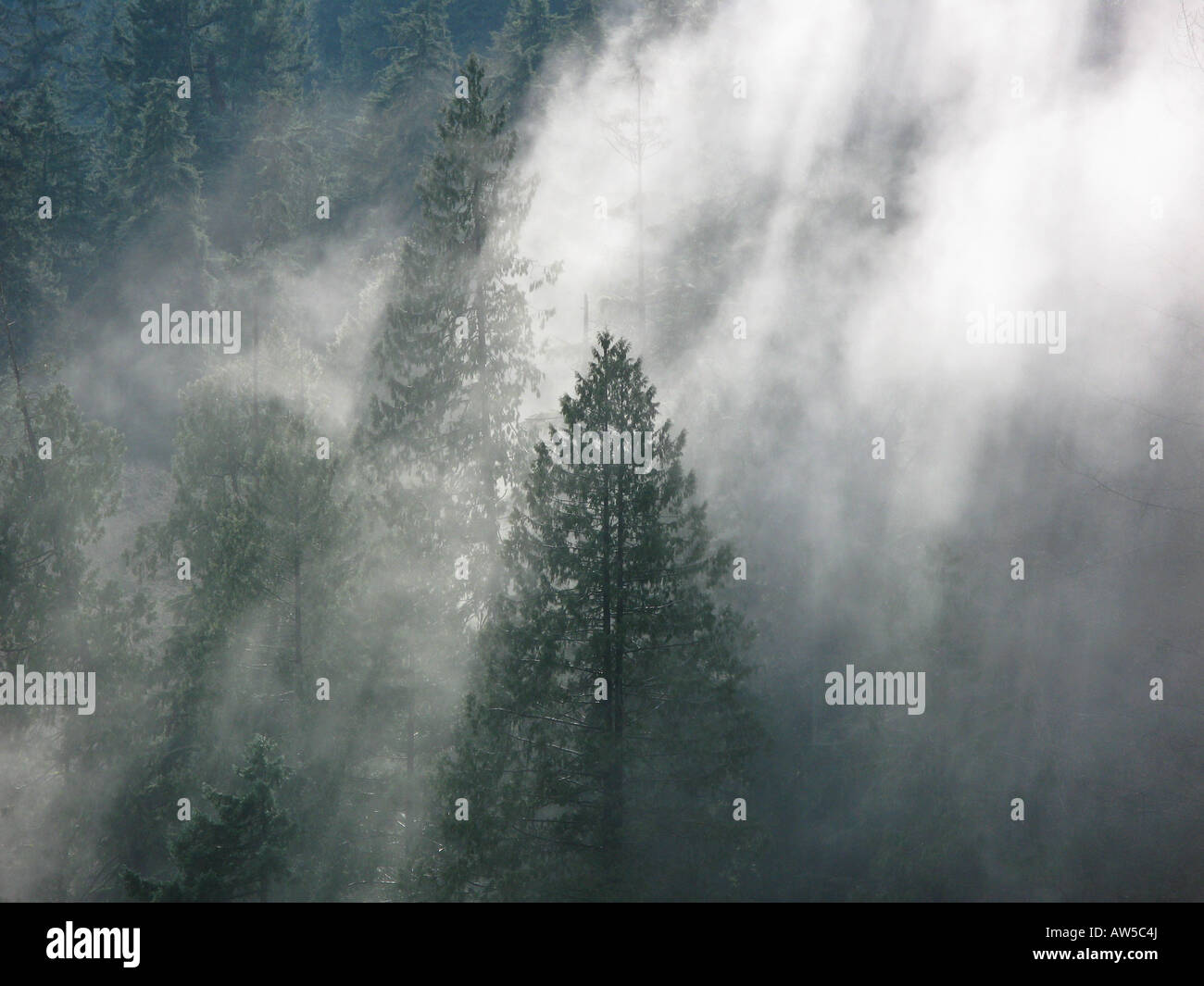 North Vancouver, BC, Canada Mist and trees in Capilano Pacific Park ...