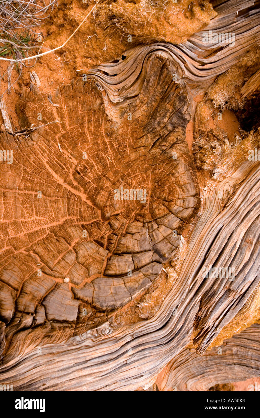 Dead Tree Stump Monument Valley Southern Utah USA Stock Photo - Alamy