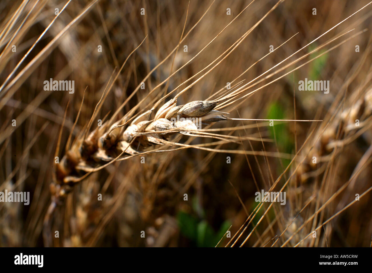 The ear of wheat Stock Photo - Alamy