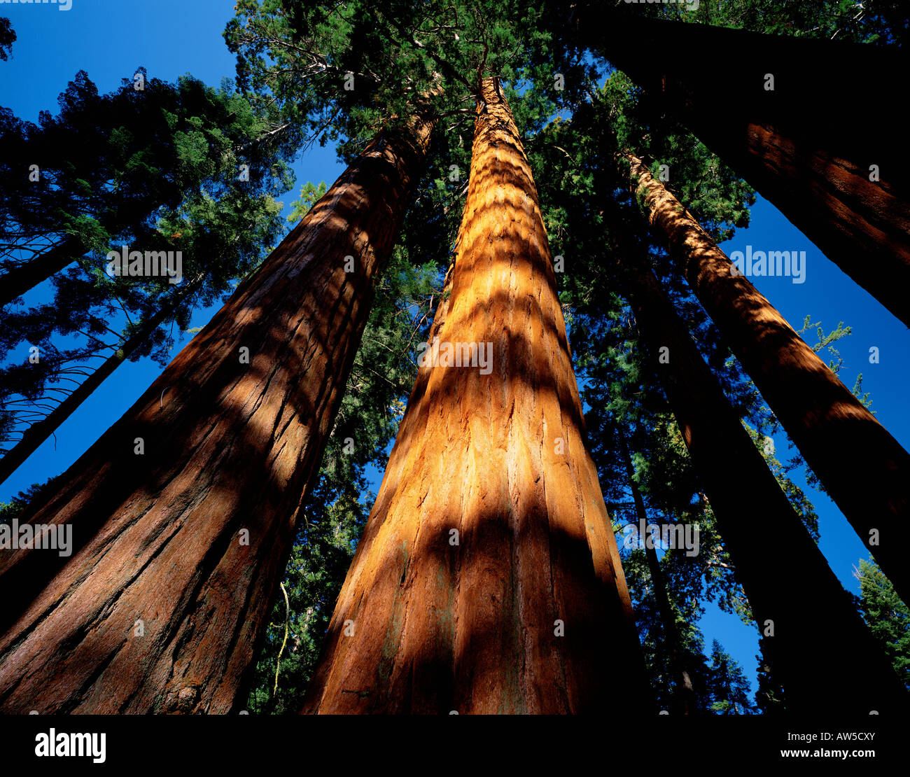 Sequoia n hi-res stock photography and images - Alamy