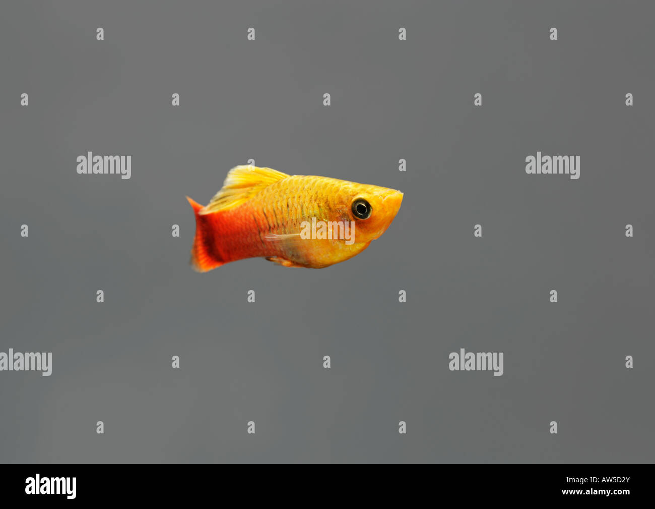 VARIATUS PLATY XIPHOPORUS VARIATUS GREY BACKGROUND FRESHWATER TROPICAL ...