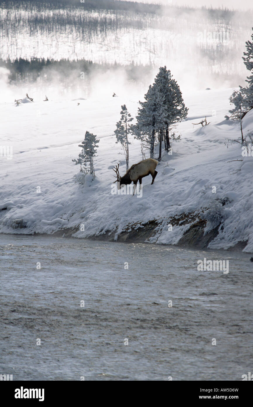 Yellowstone fire elk hi-res stock photography and images - Alamy