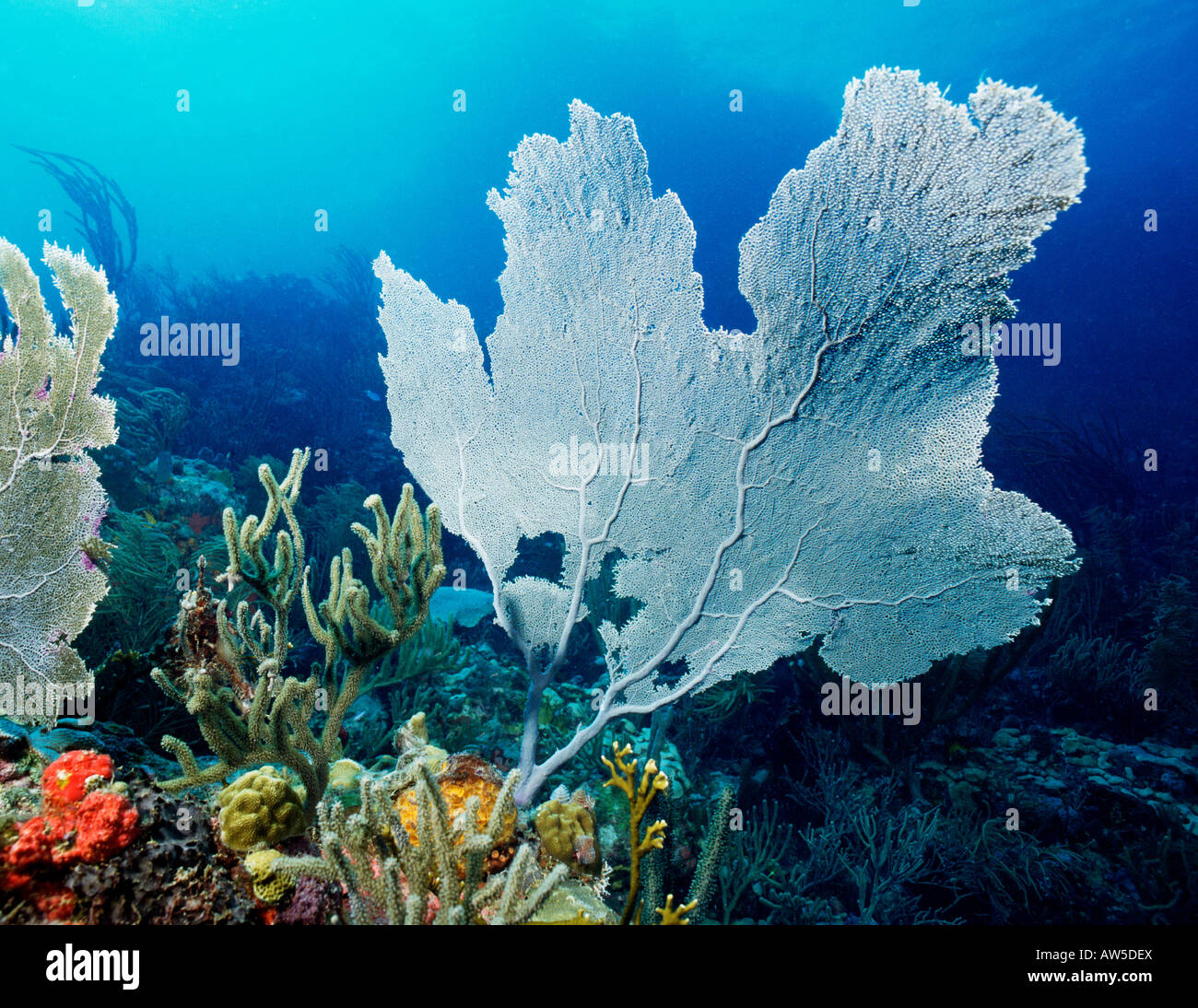 Reef united states virgin islands hi-res stock photography and images ...