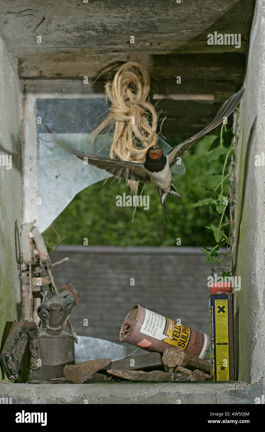 Swallow Barn swallow Hirundo rustica entering barn with food through ...