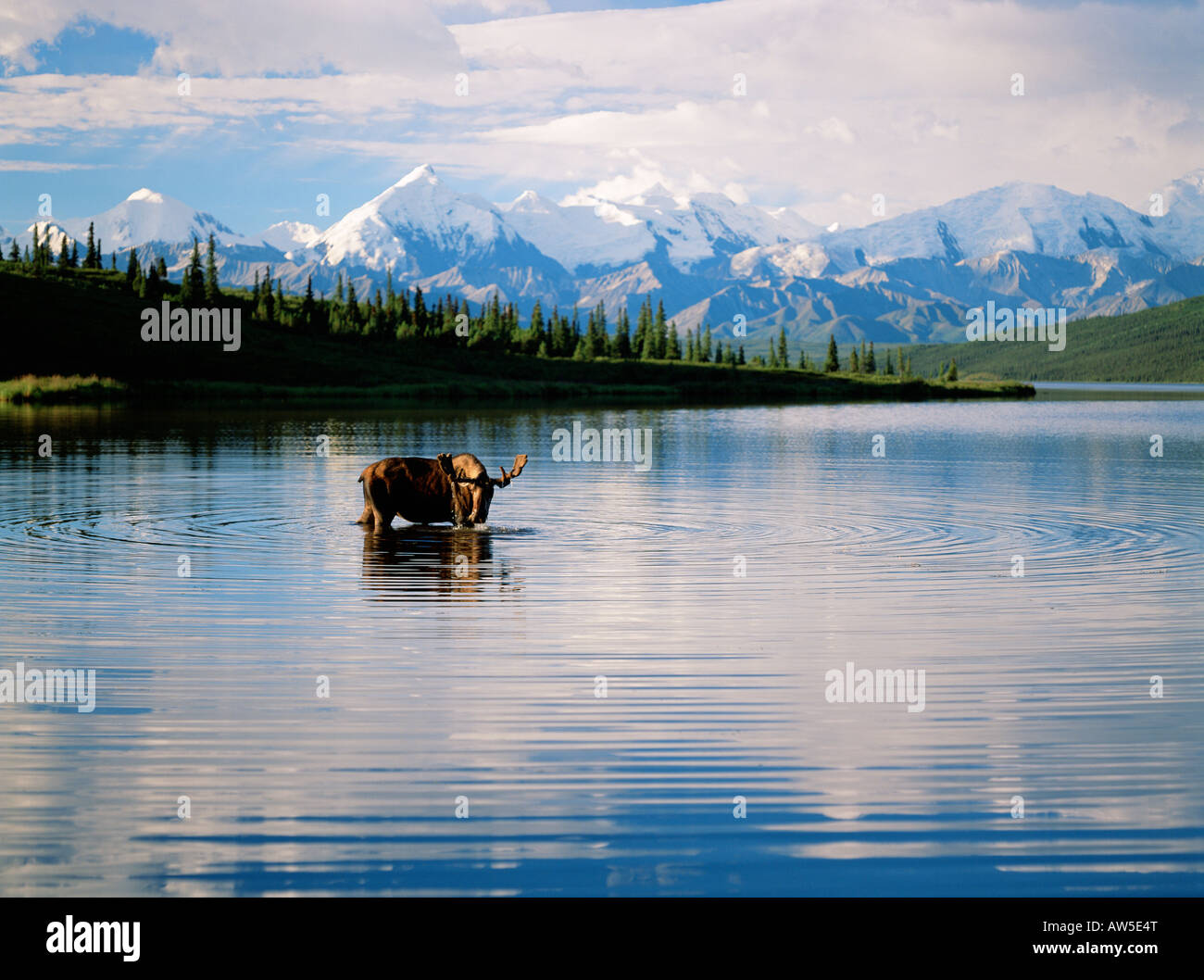 Moose in Wonder Lake Alaska Range Denali National Park Stock Photo - Alamy