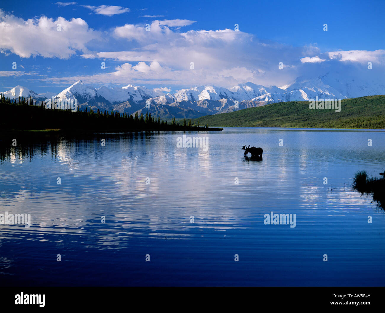 Moose in Wonder Lake Alaska Range Denali National Park Stock Photo - Alamy