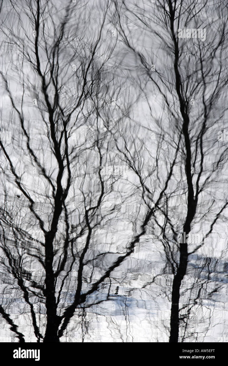 Fine art trees reflect Stock Photo - Alamy