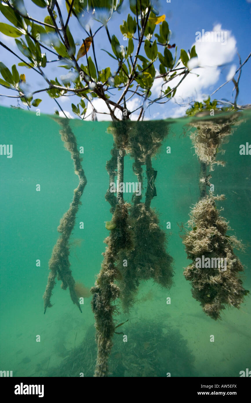 Red Mangrove branch floating in the ocean near Rubicon Key key Biscayne ...