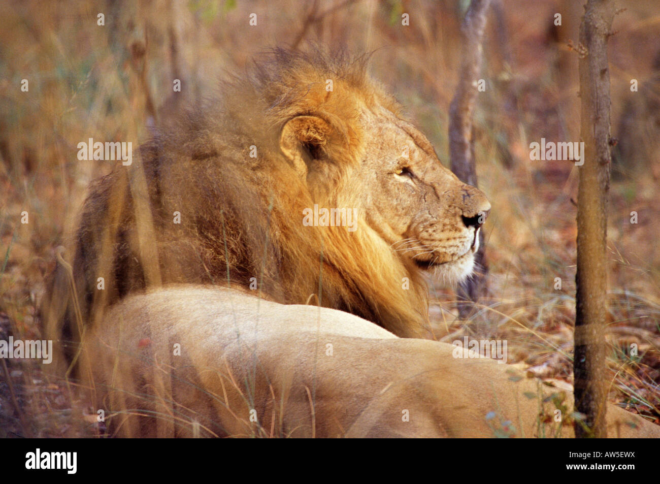 Mature adult male lion in the bush Entebeni Game Reserve Stock Photo ...