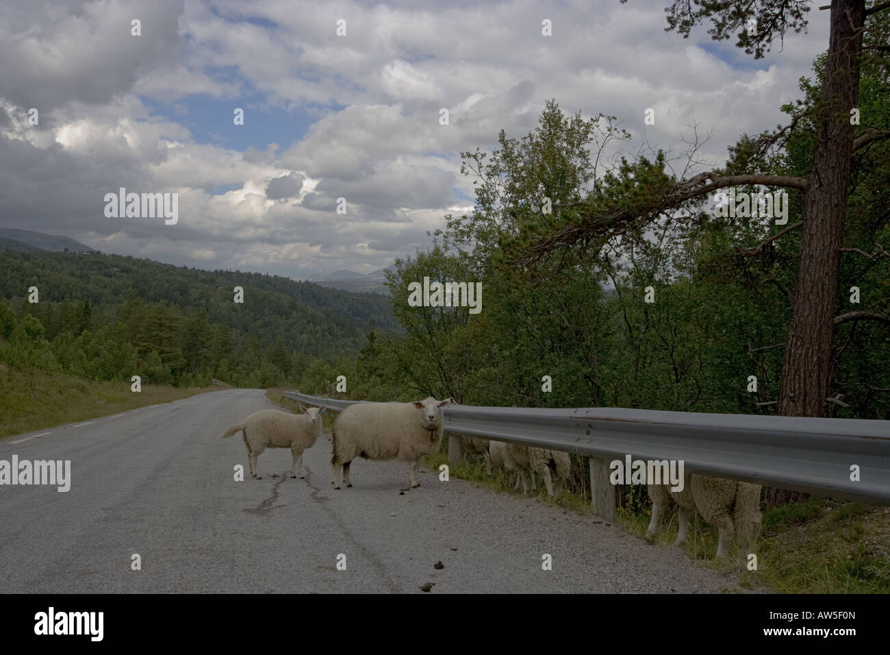 Sheep blocking road Stock Photo - Alamy