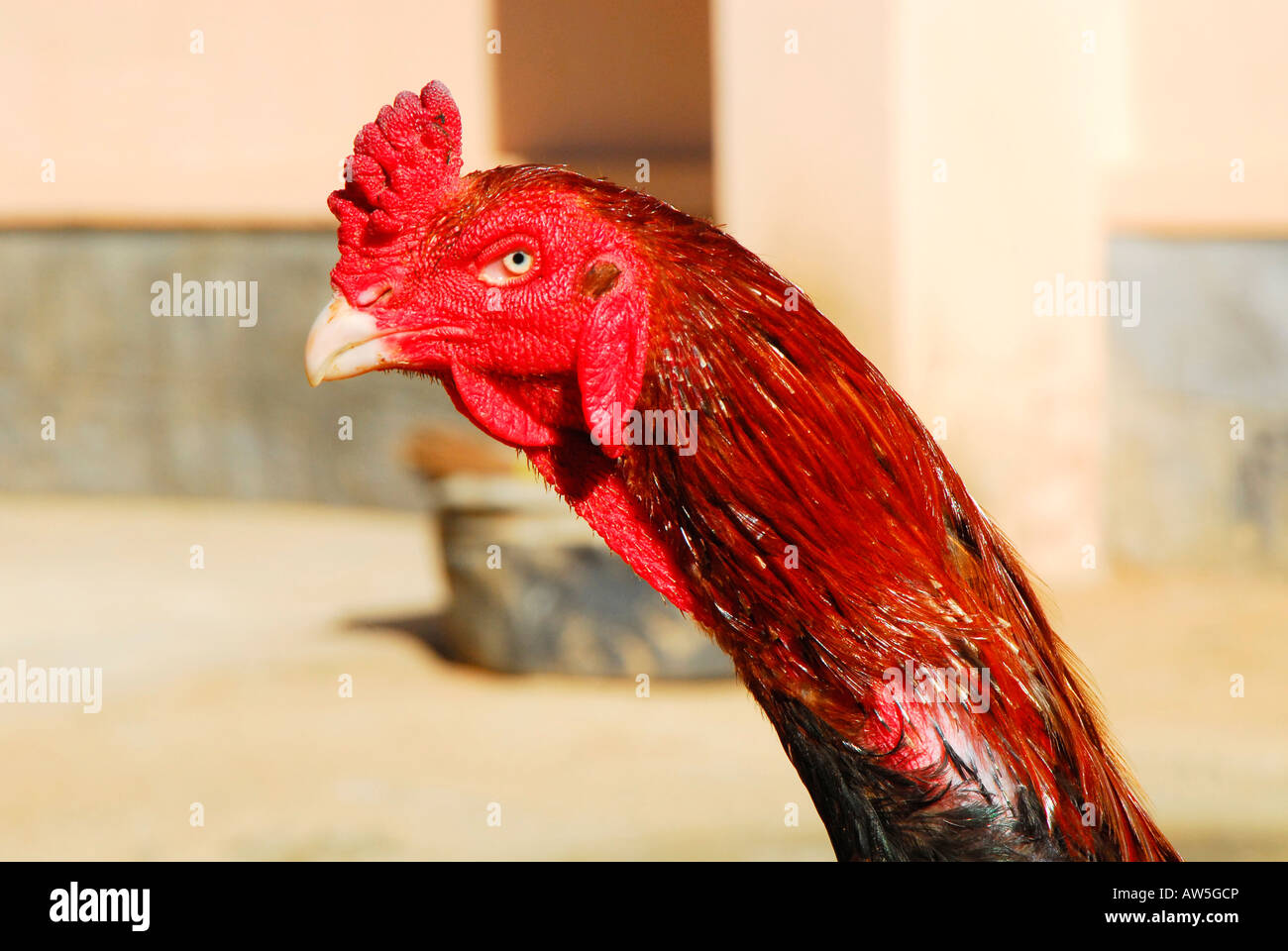 A ferocious rooster waiting to attack Stock Photo - Alamy