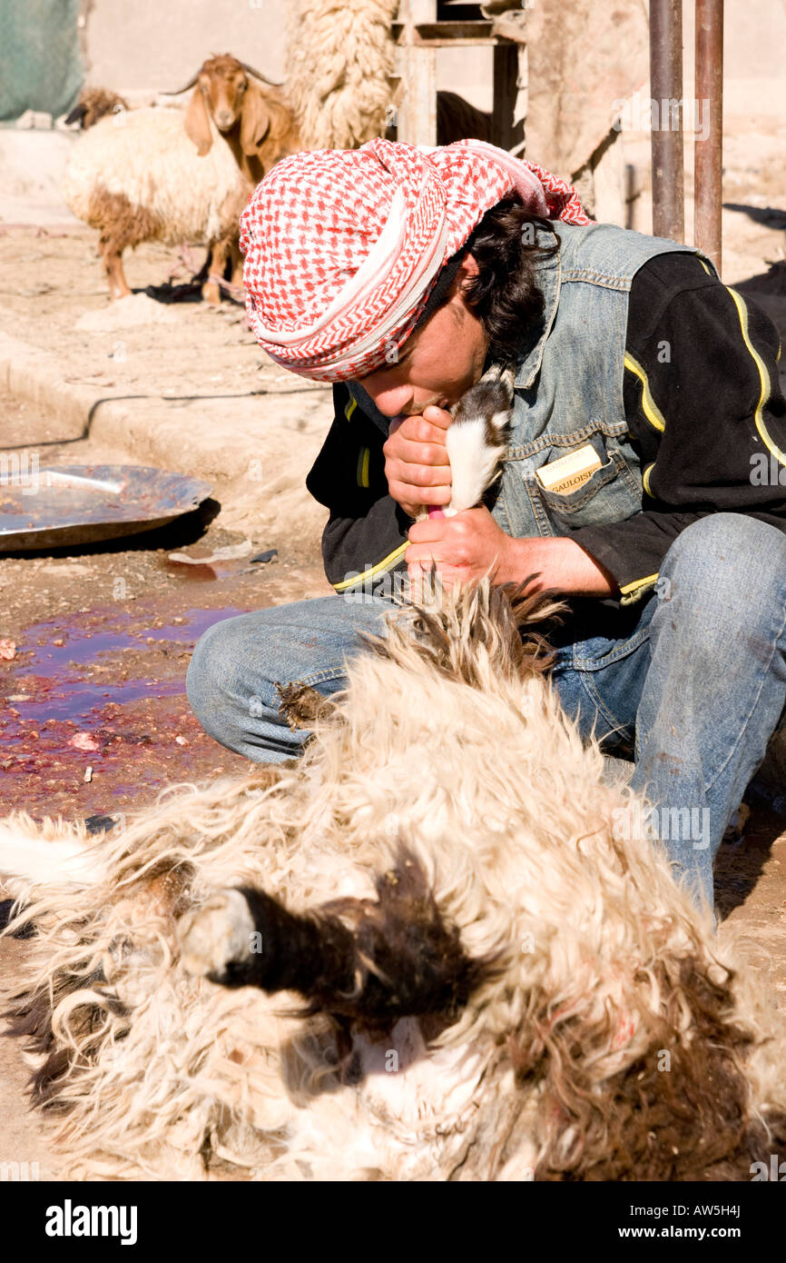 Skinning Sheep High Resolution Stock Photography and Images - Alamy