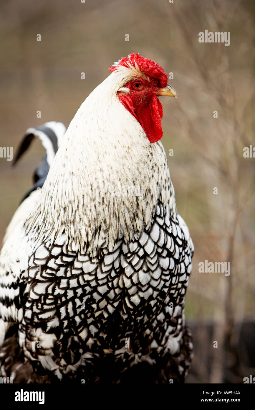 silver laced Wyandotte rooster oringinating new york state Stock Photo ...