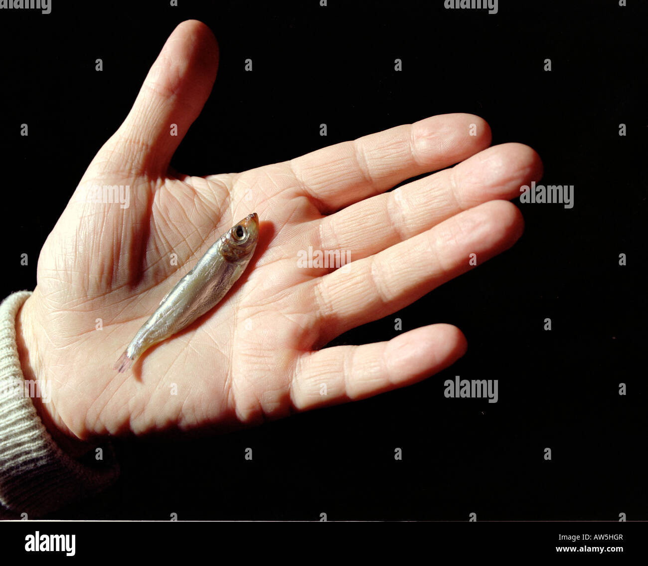 hand open with small fish in the palm Stock Photo - Alamy