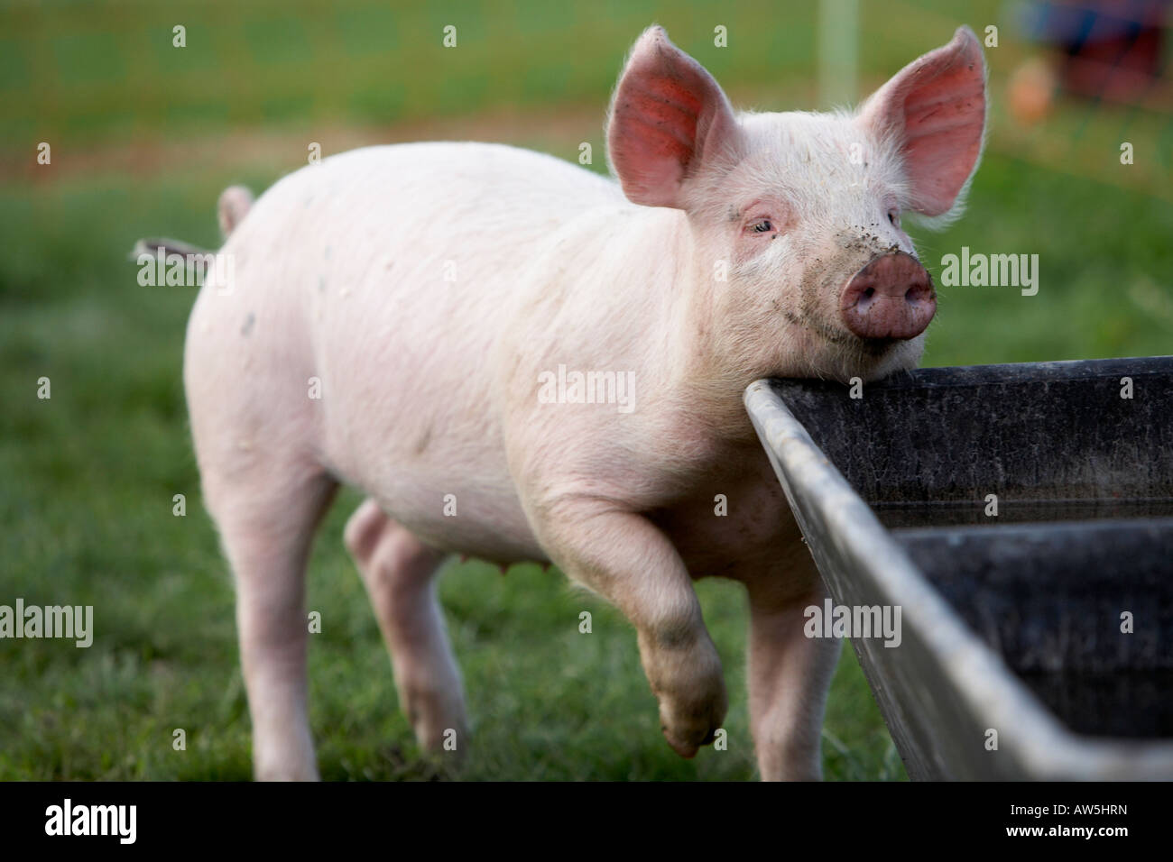 piglet sctratching chin on trough in paddock free range grass Stock ...