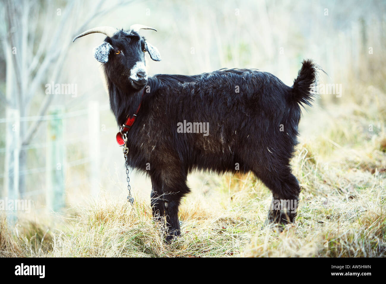 a black goat chained up in the long dry grass Stock Photo - Alamy