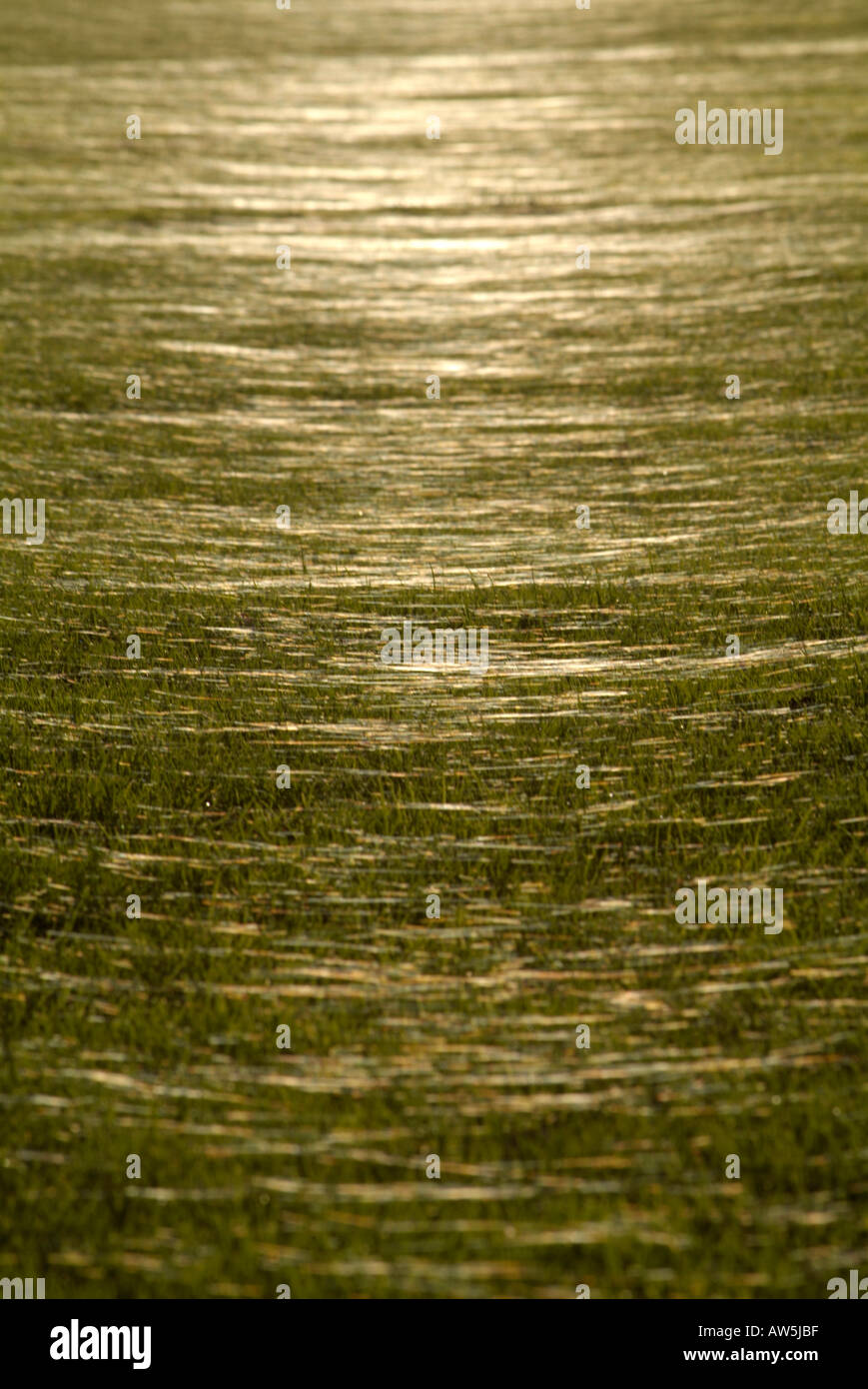 cobweb spider cobwebs on grass lawn strand strand Stock Photo - Alamy