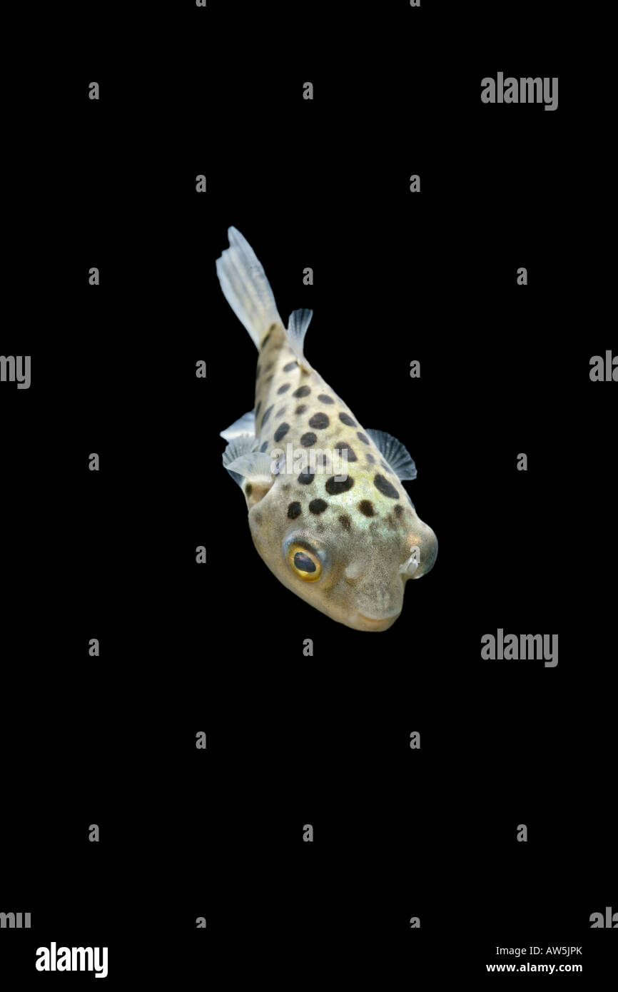 Puffer fish green Tetradon nigroviridis front view black background S E ...