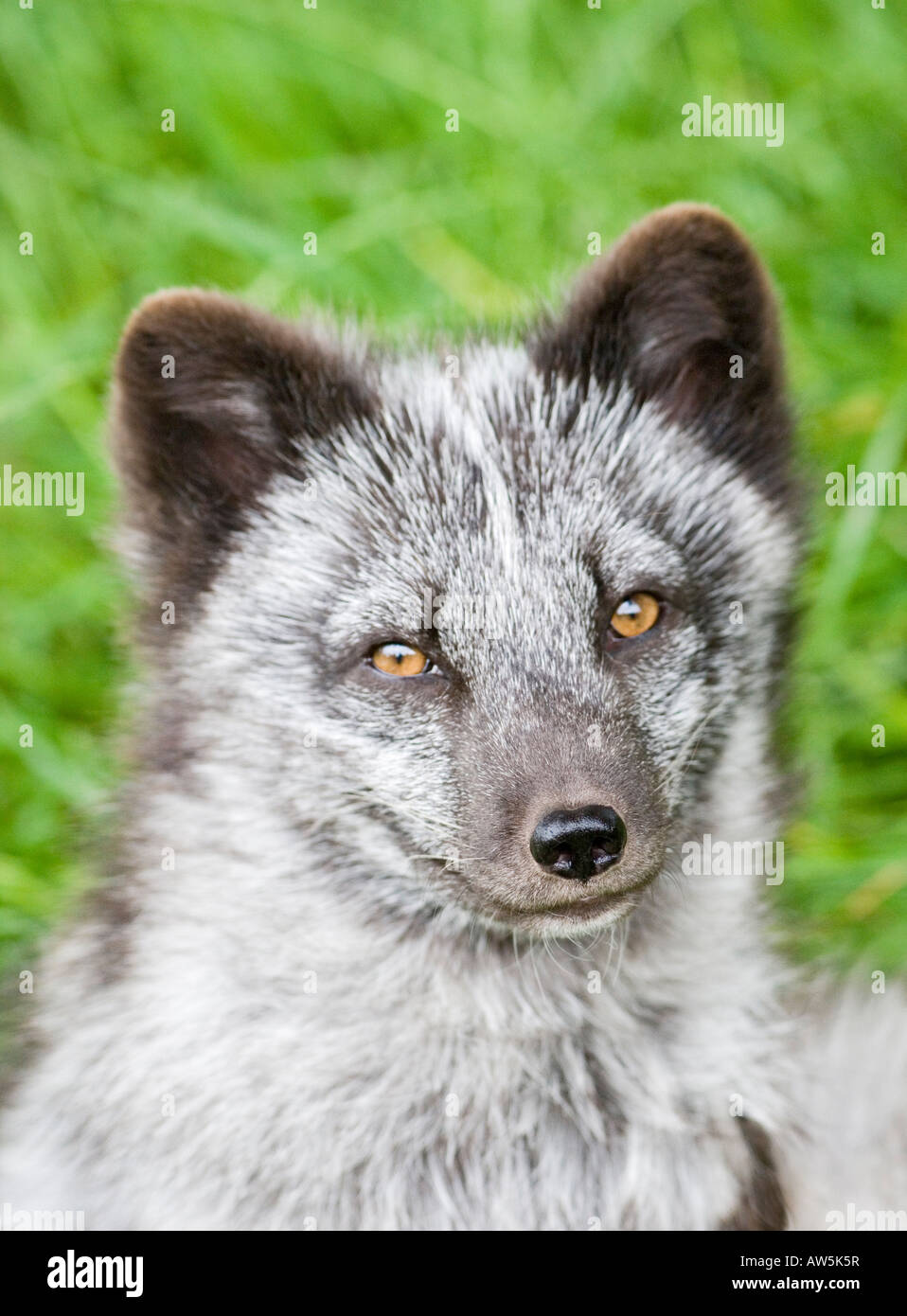 ARCTIC FOX ALOPEX LAGOPUS CLOSE UP FRONT VIEW Stock Photo - Alamy