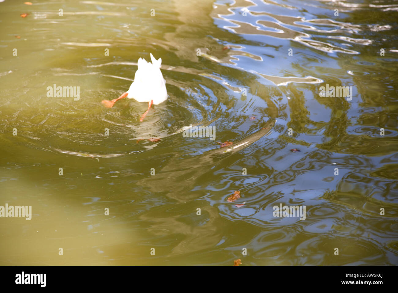 Diving in head first hi-res stock photography and images - Alamy