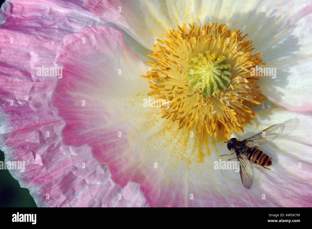 Wasp and flower Stock Photo - Alamy