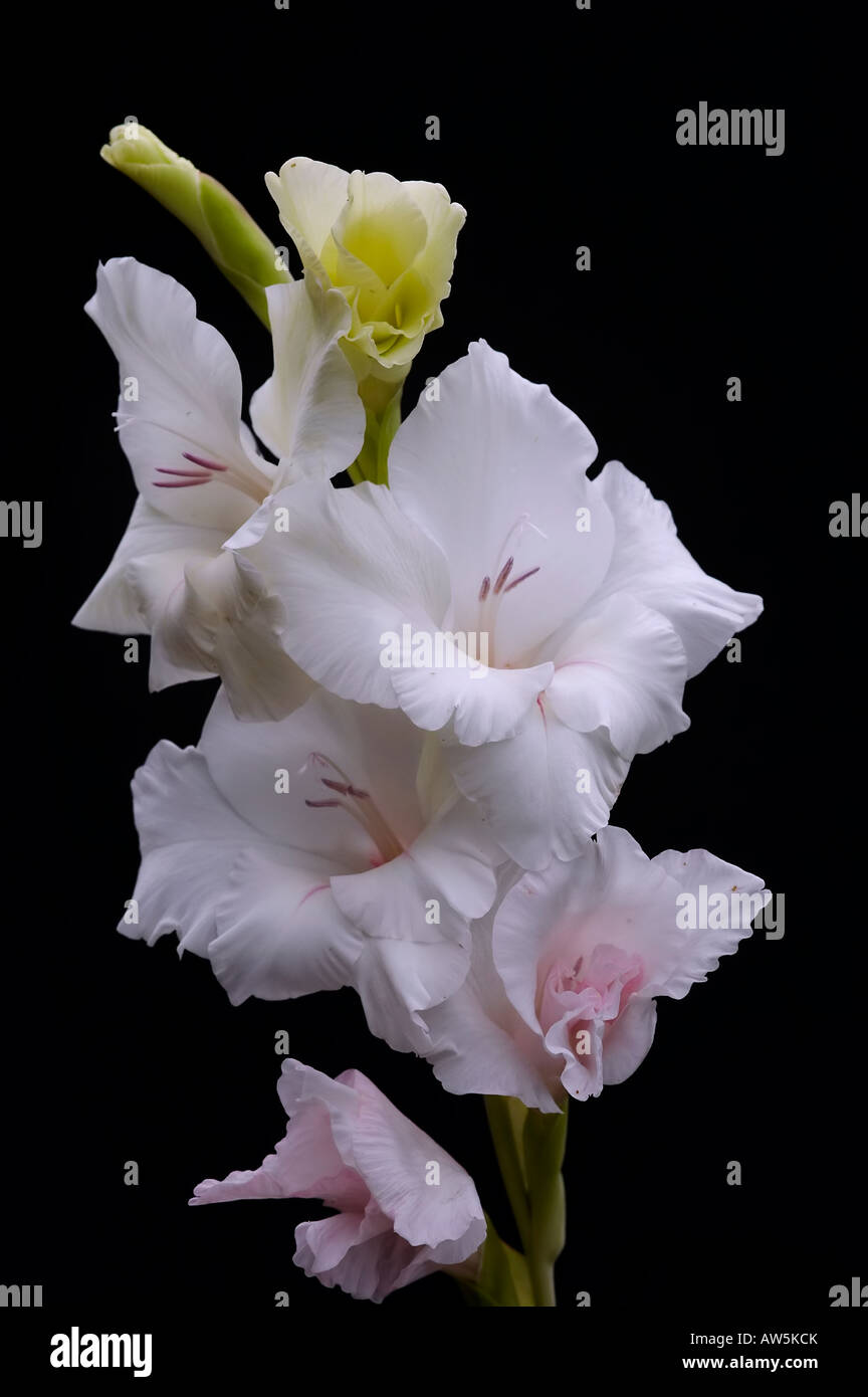 Sword lily hi-res stock photography and images - Alamy