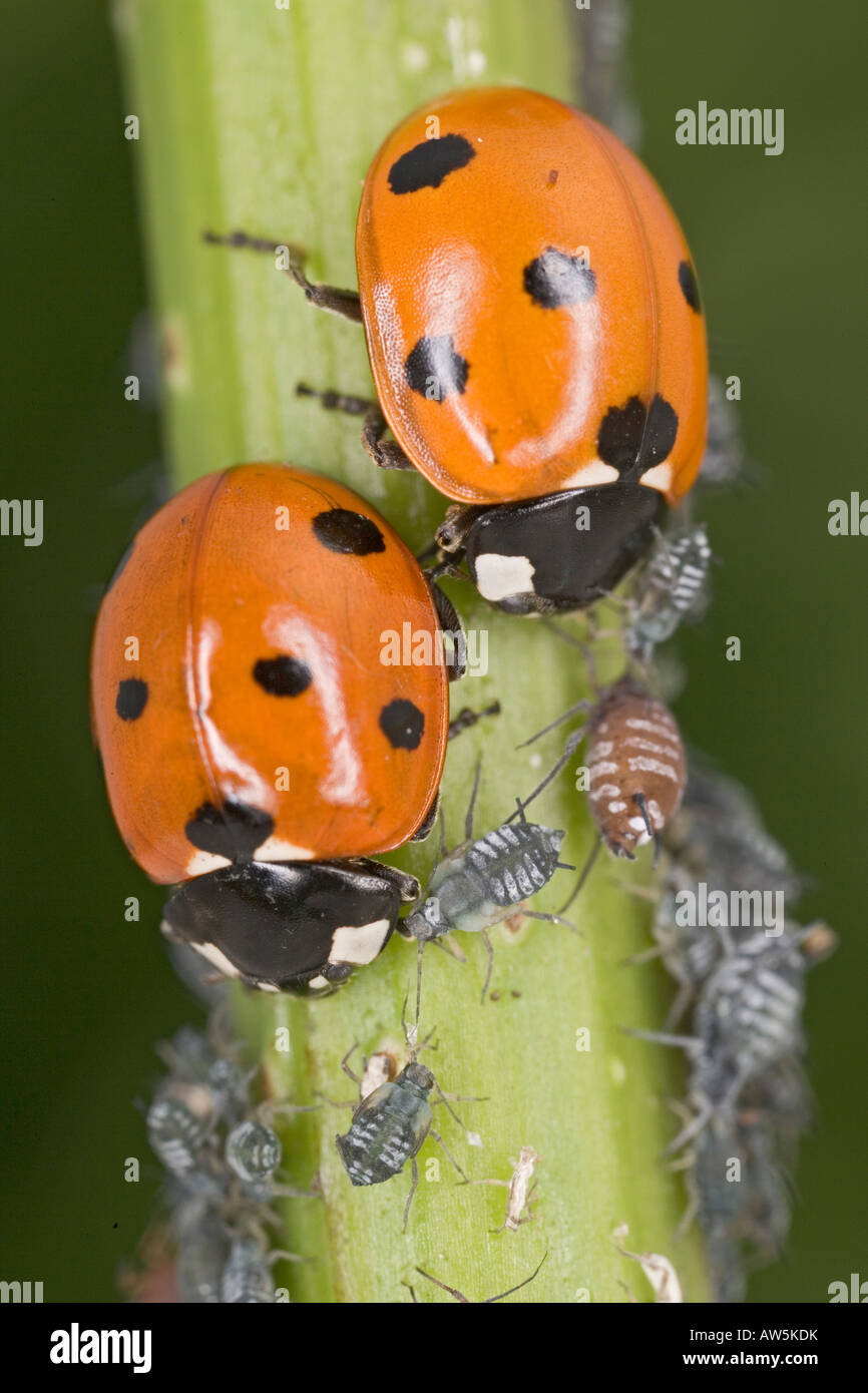 LADYBIRDS 7 SPOT COCCINELLA 7 PUNCTATA FEEDING ON APHIDS Stock Photo ...