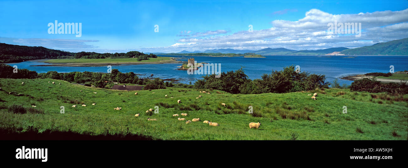 Sheep grazing by Castle Stalker Lynn of Lorne from Appin also showing ...