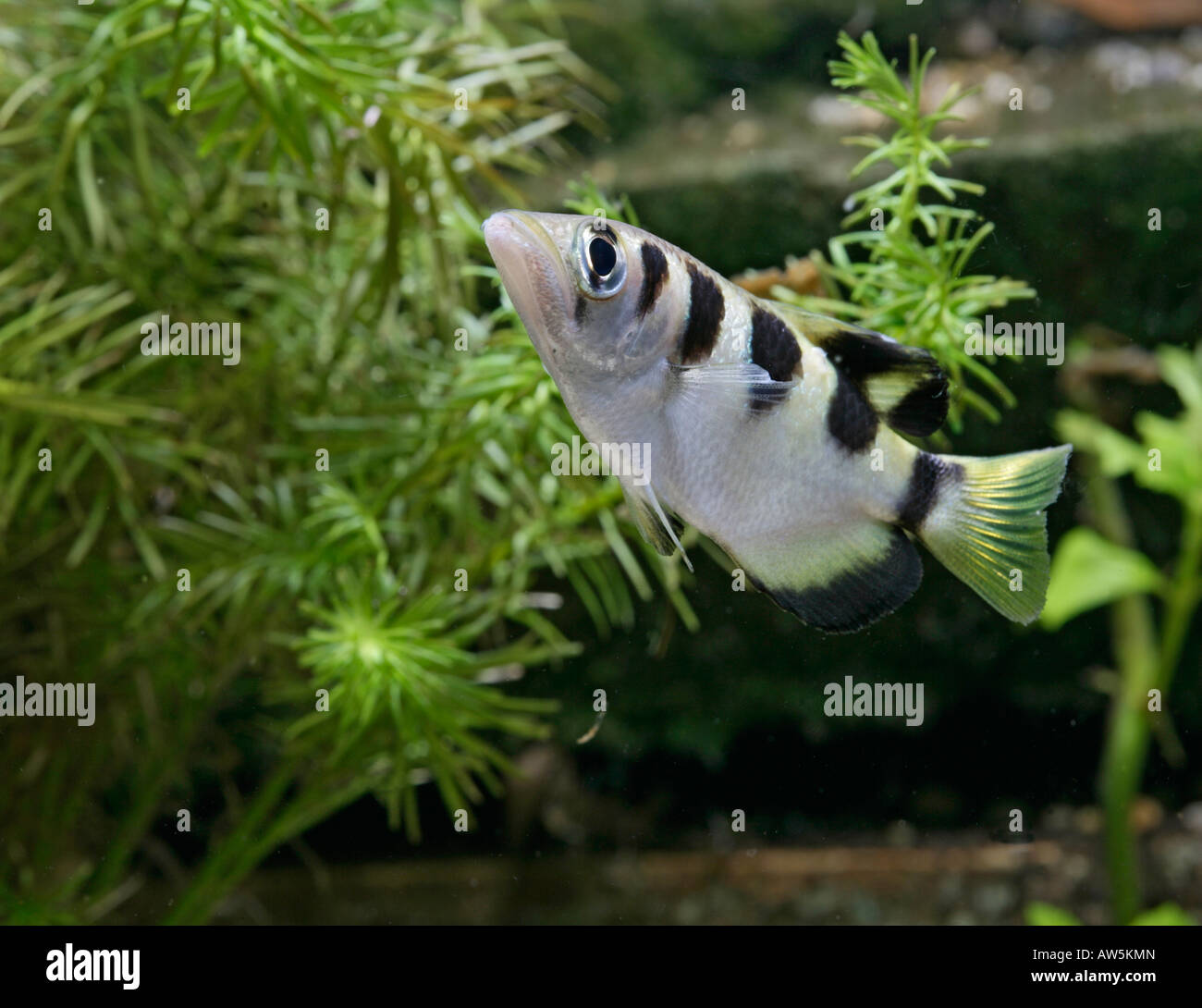 Archer fish Toxotes jaculatrix side view in weeds Asia Stock Photo - Alamy