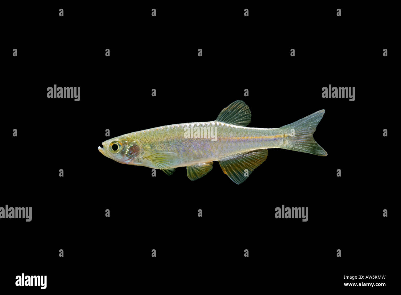 Pearl danio Brachy danio aobolineatus side view black background ...