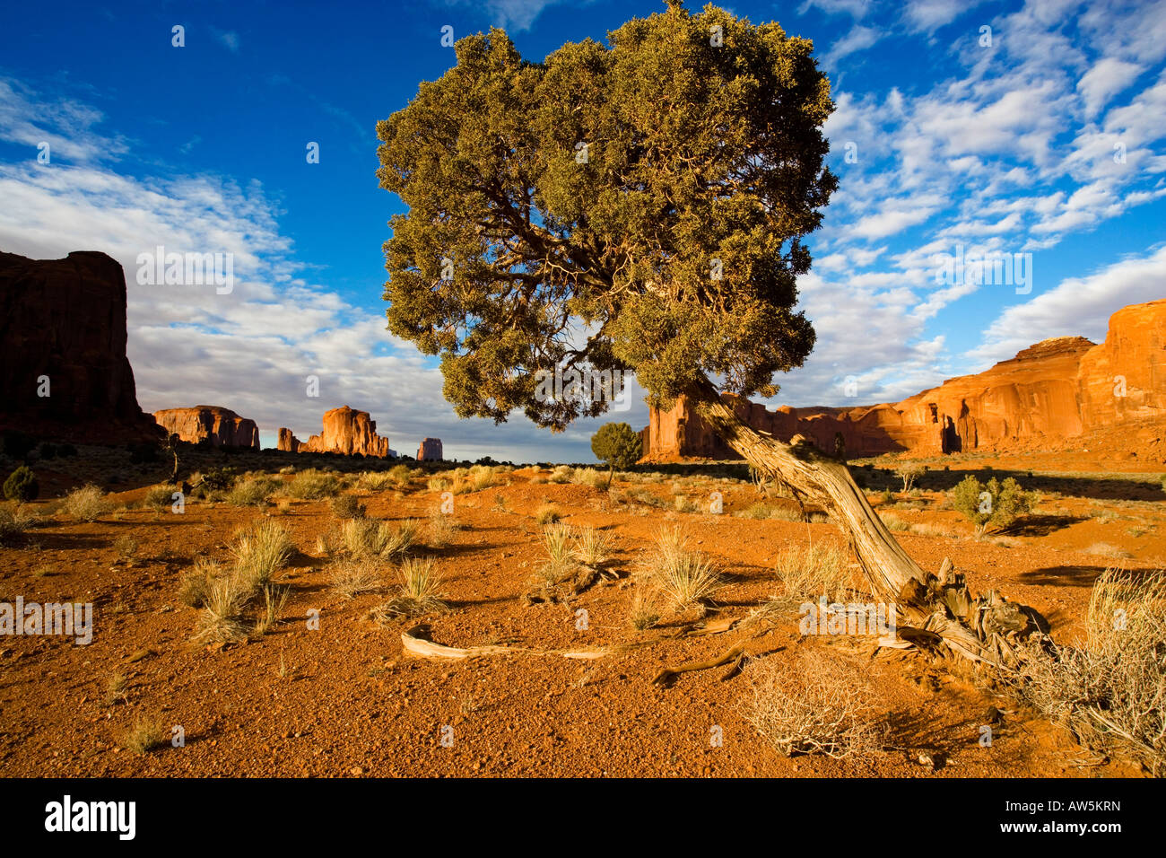 Juniper Tree Monument Valley Southern Utah USA Stock Photo - Alamy