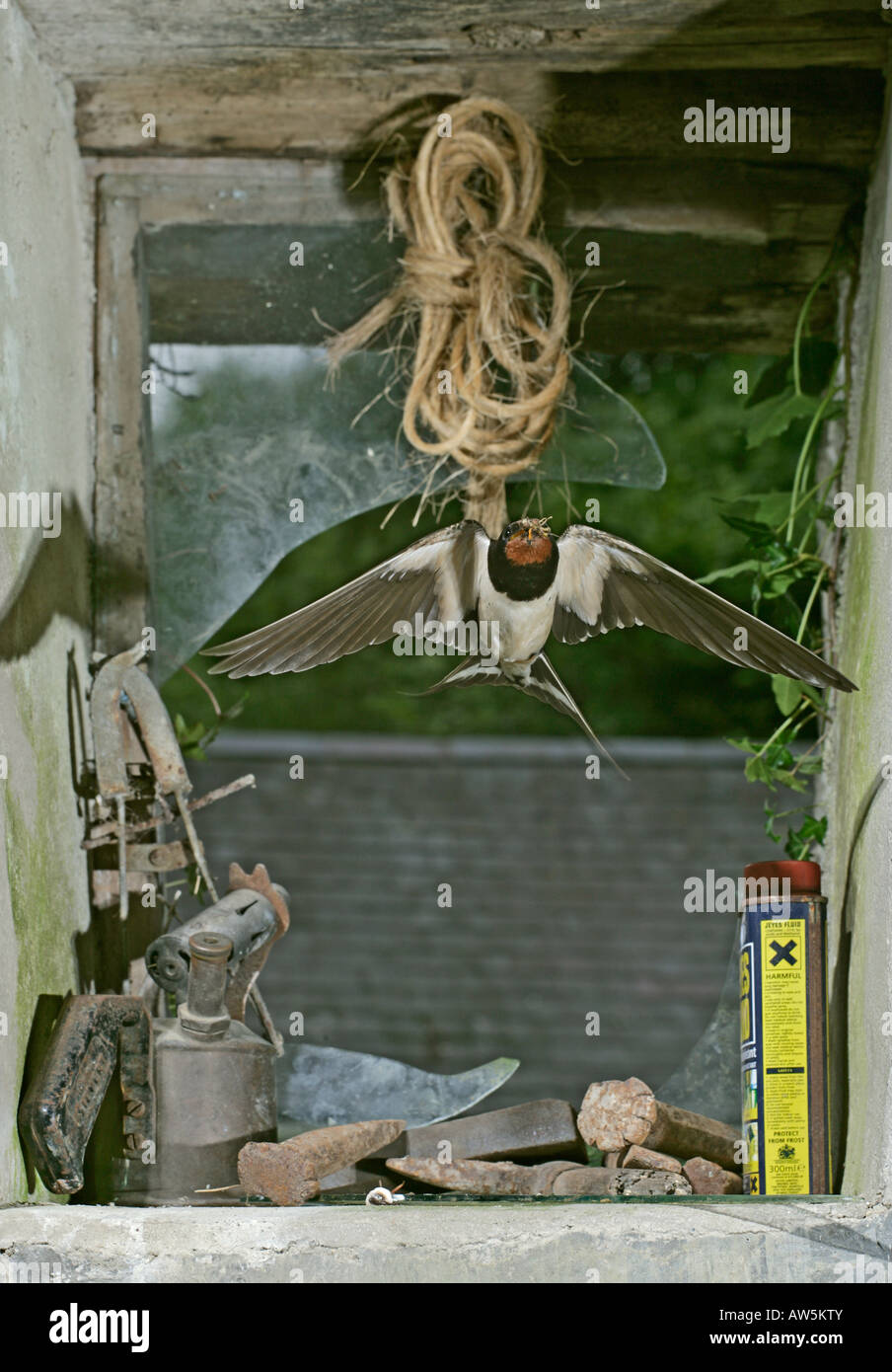 Swallow Barn swallow Hirundo rustica with food entering barn through ...