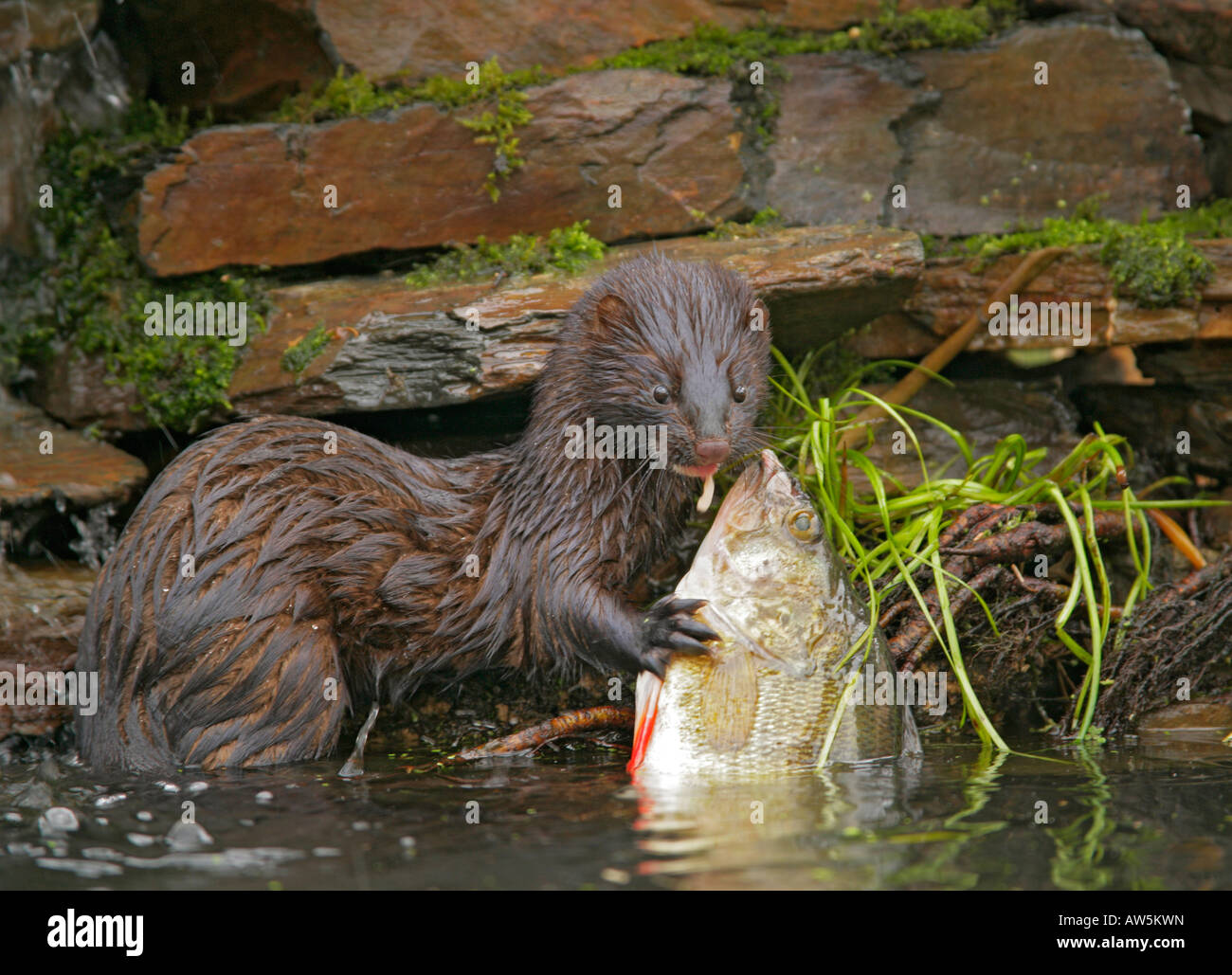 Mink American Mustela vison side view eating perch by waterfall alien ...