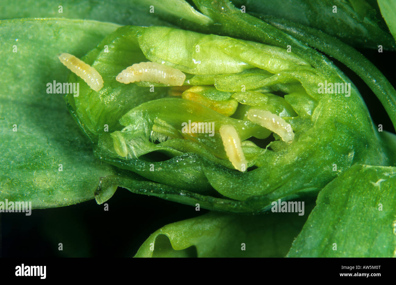 Pea midge Contarinia pisi larvae on a pea flower bud Stock Photo - Alamy