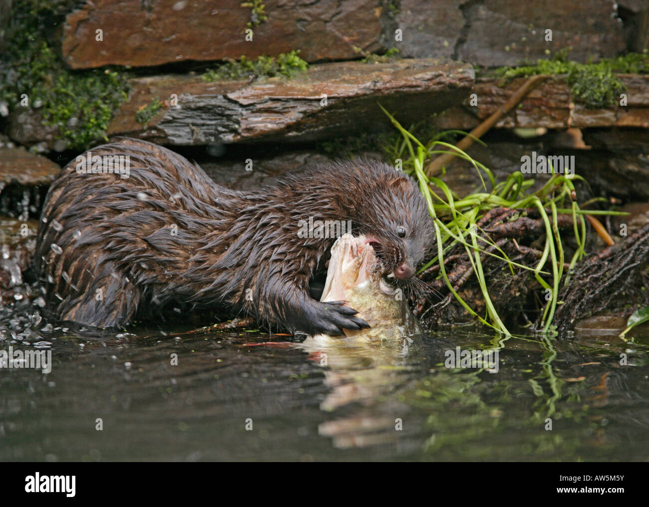 Mink American Mustela vison showing teeth side view eating perch by ...