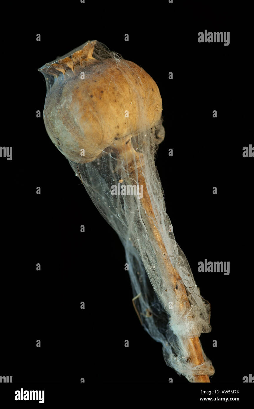 poppy head with cobweb Stock Photo - Alamy