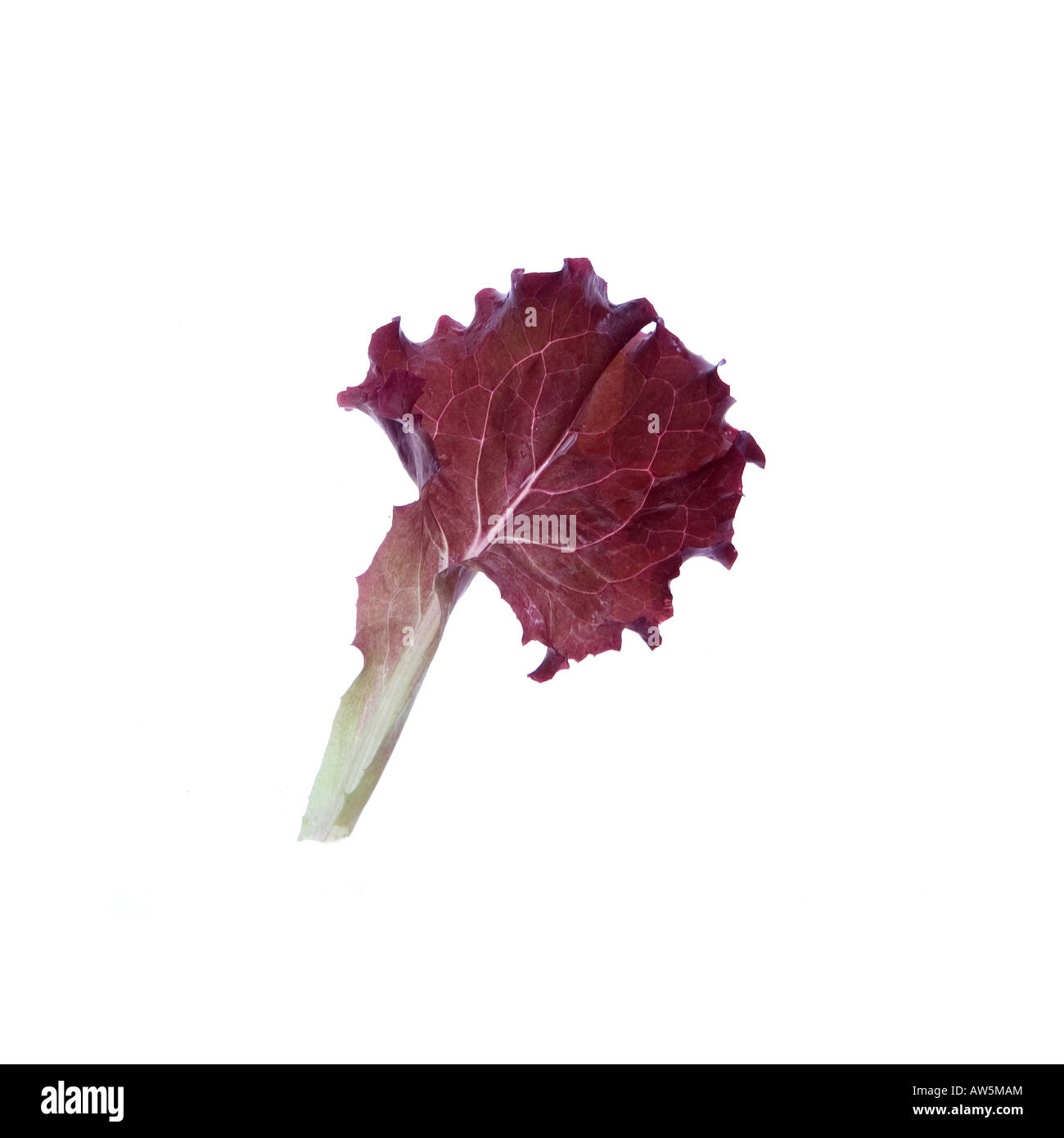 Baby Lollo Rossa leaf salad on white background Stock Photo - Alamy