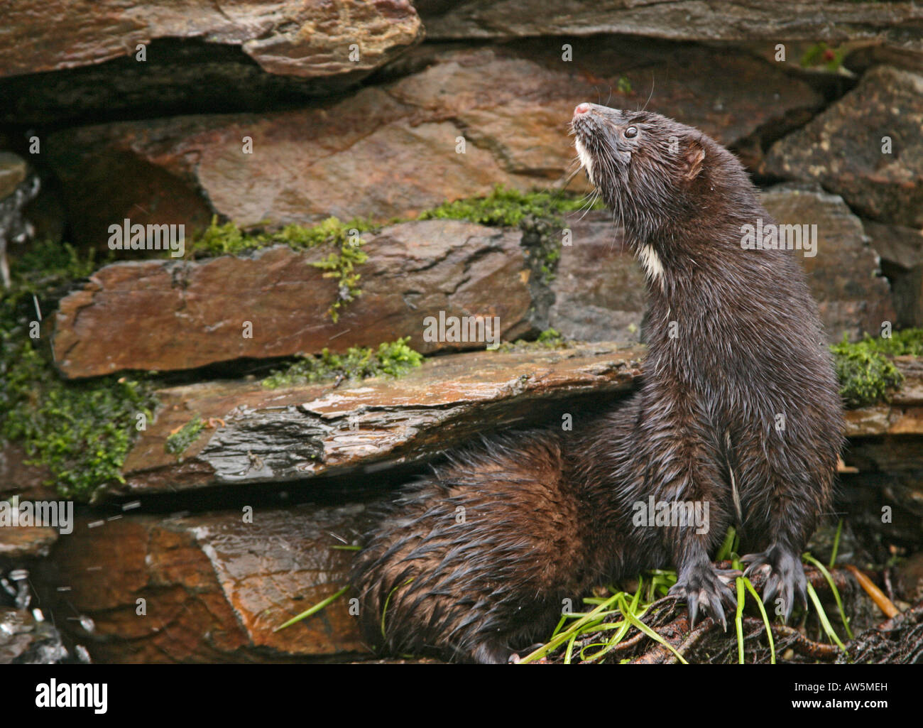 Mink American Mustela vison side view looking up by waterfall alien ...