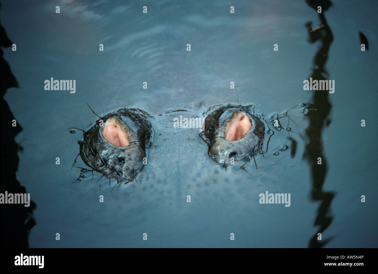 American Alligator Everglades Florida USA Action Actions Alligator ...