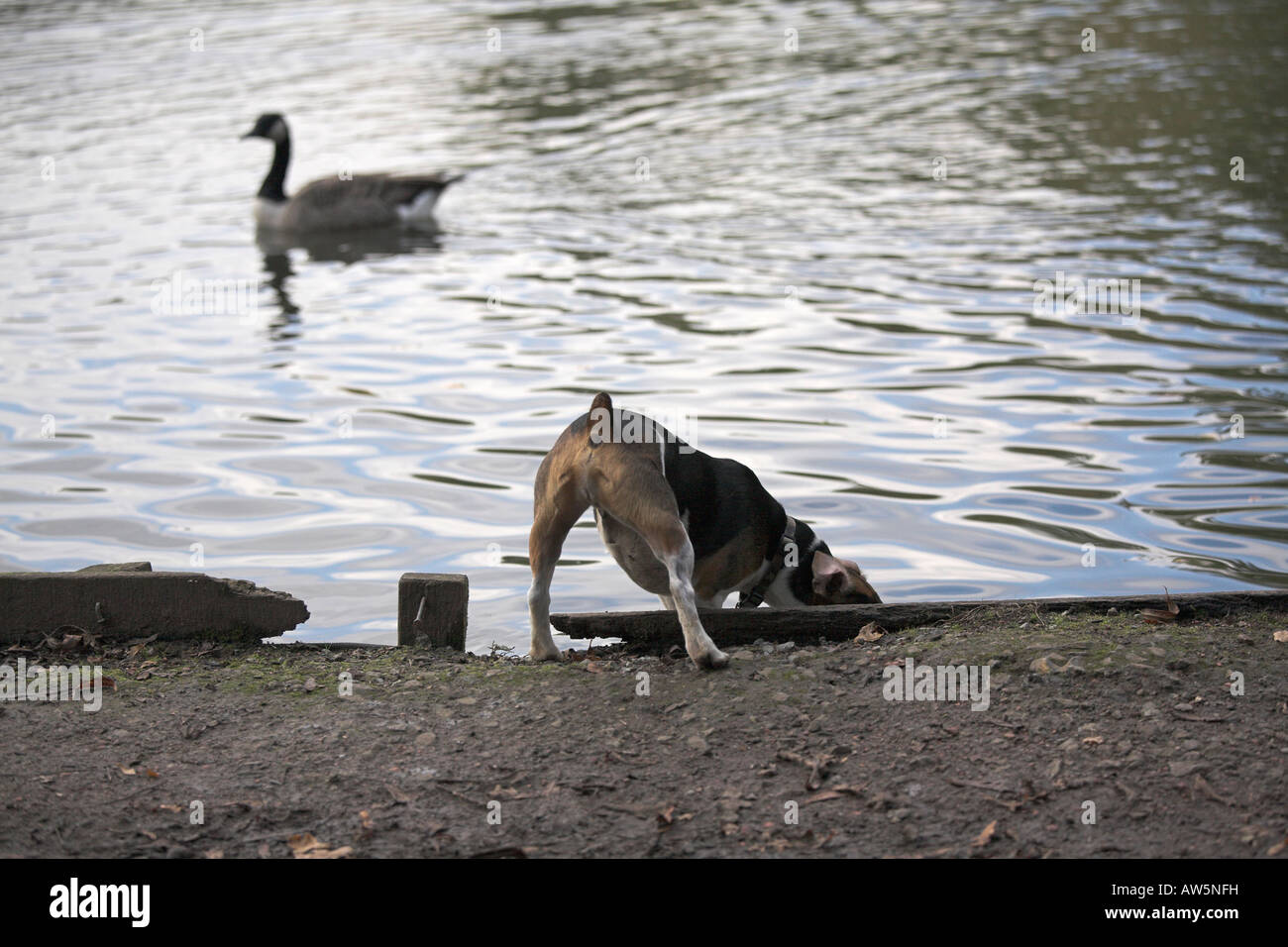 Dog and Duck Stock Photo - Alamy