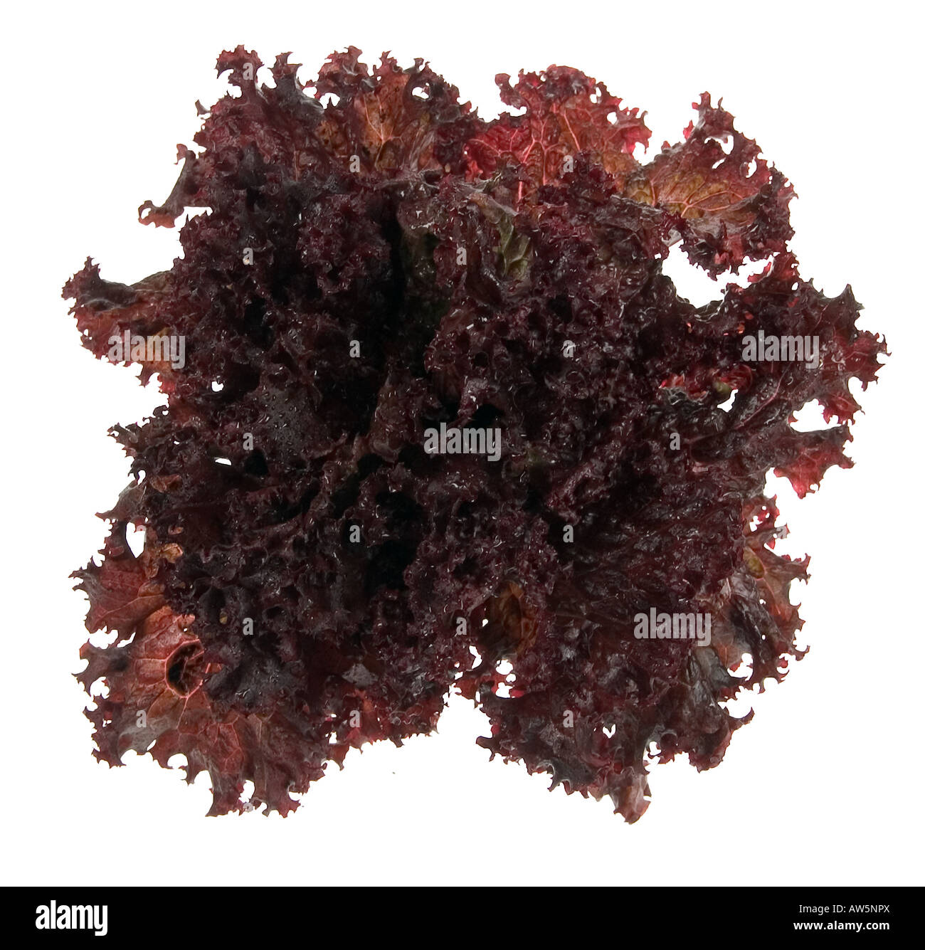 Lollo Rossa salad wholehead on white background Stock Photo - Alamy