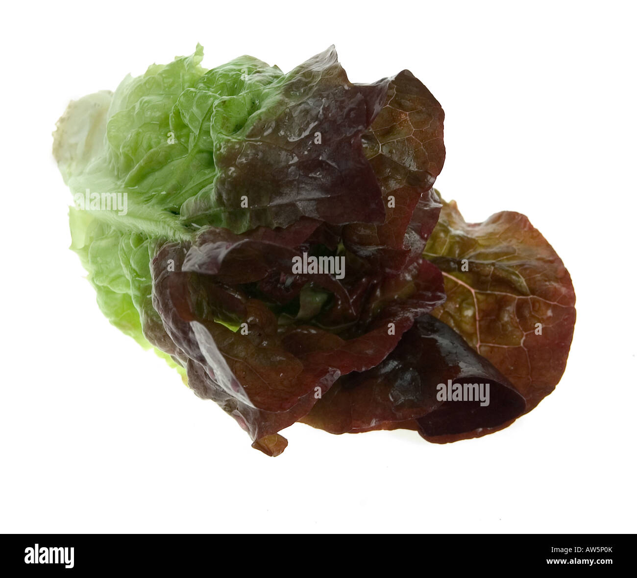 Red Little Gem salad wholehead on white background Stock Photo - Alamy
