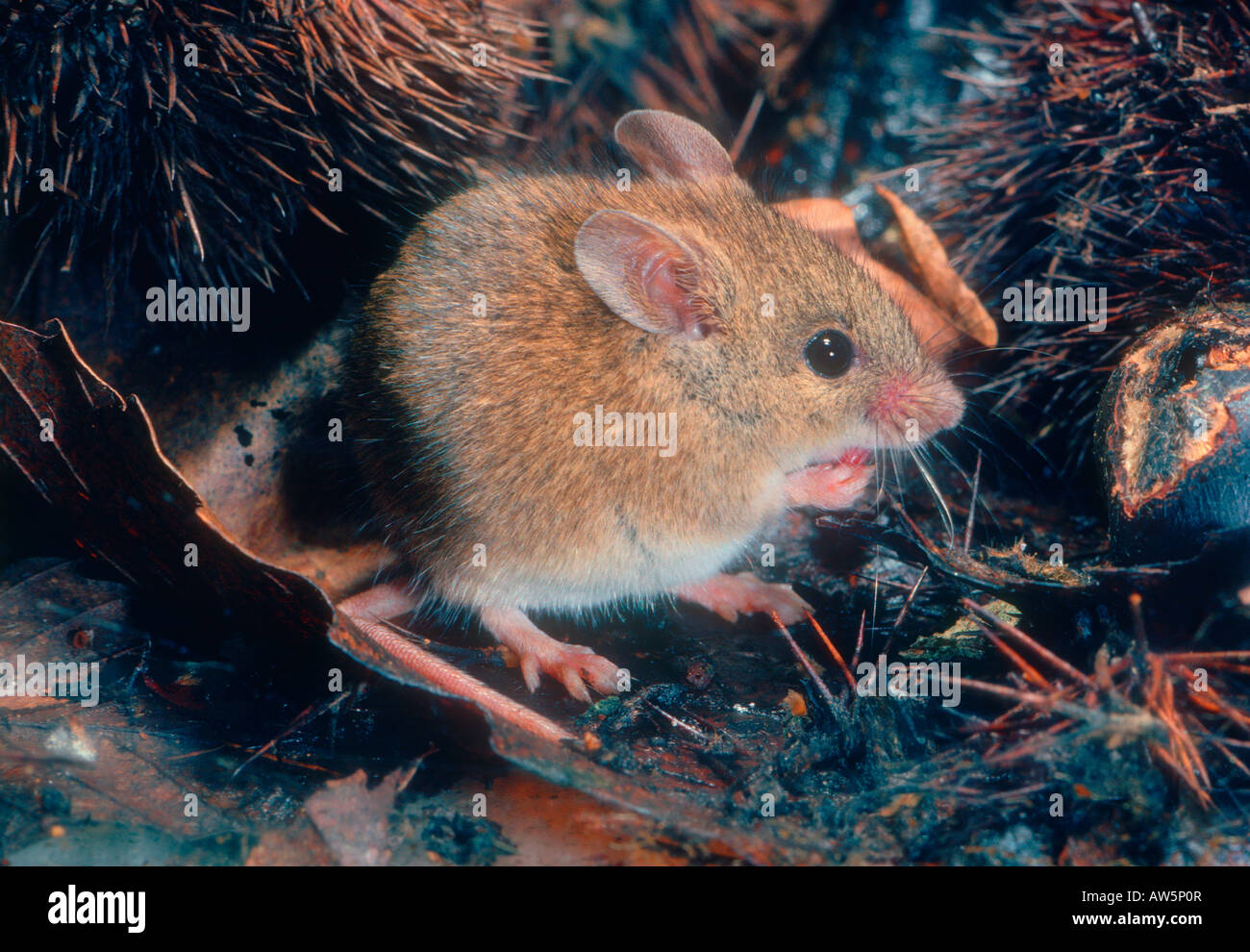 Wood Mouse, Apodemus sylvaticus Stock Photo - Alamy
