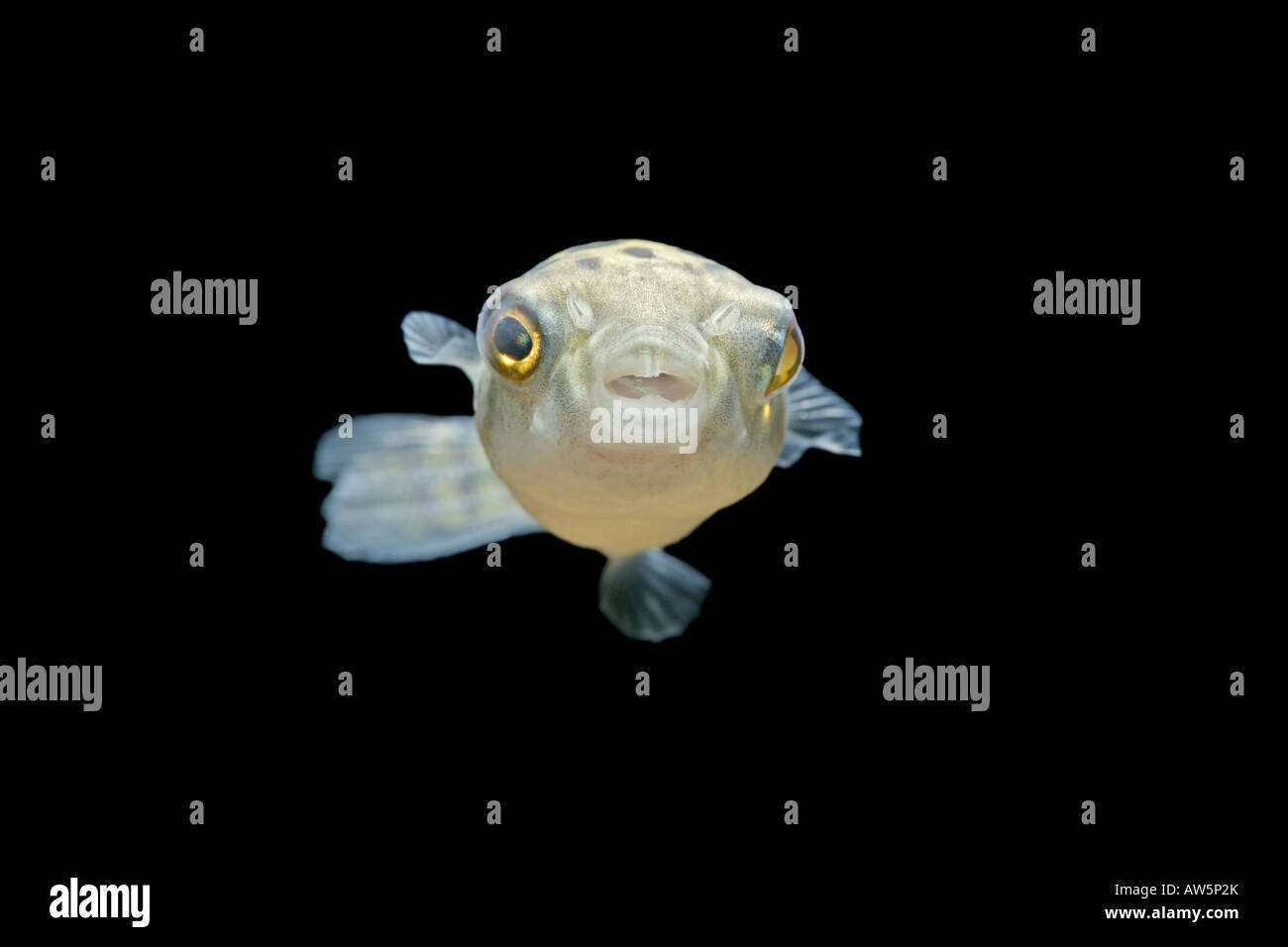 Puffer fish green Tetradon nigroviridis front view black background S E ...