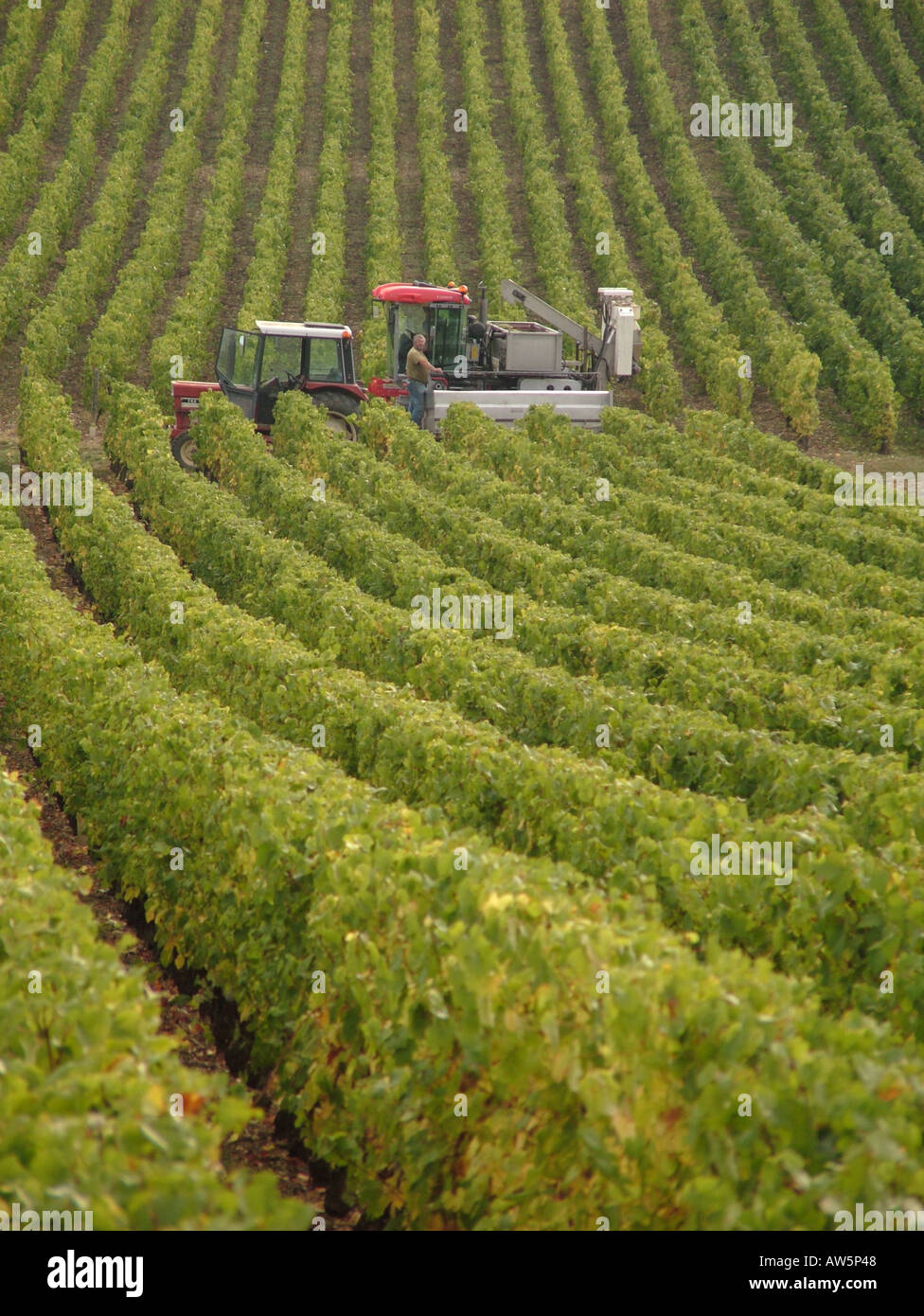 Burgundy Bourgogne Vineyards Vertical High Resolution Stock Photography ...