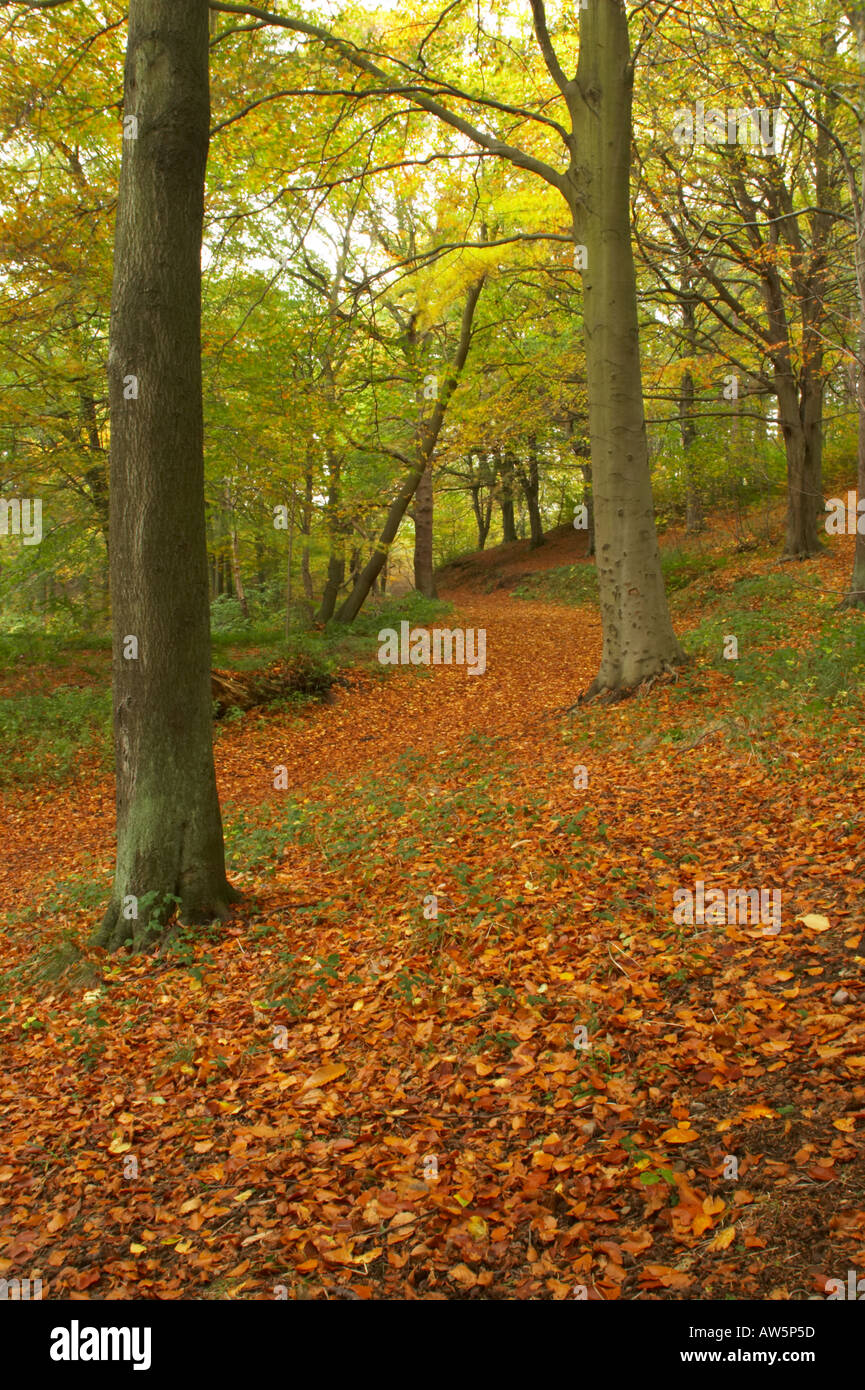 Chopwell hi-res stock photography and images - Alamy
