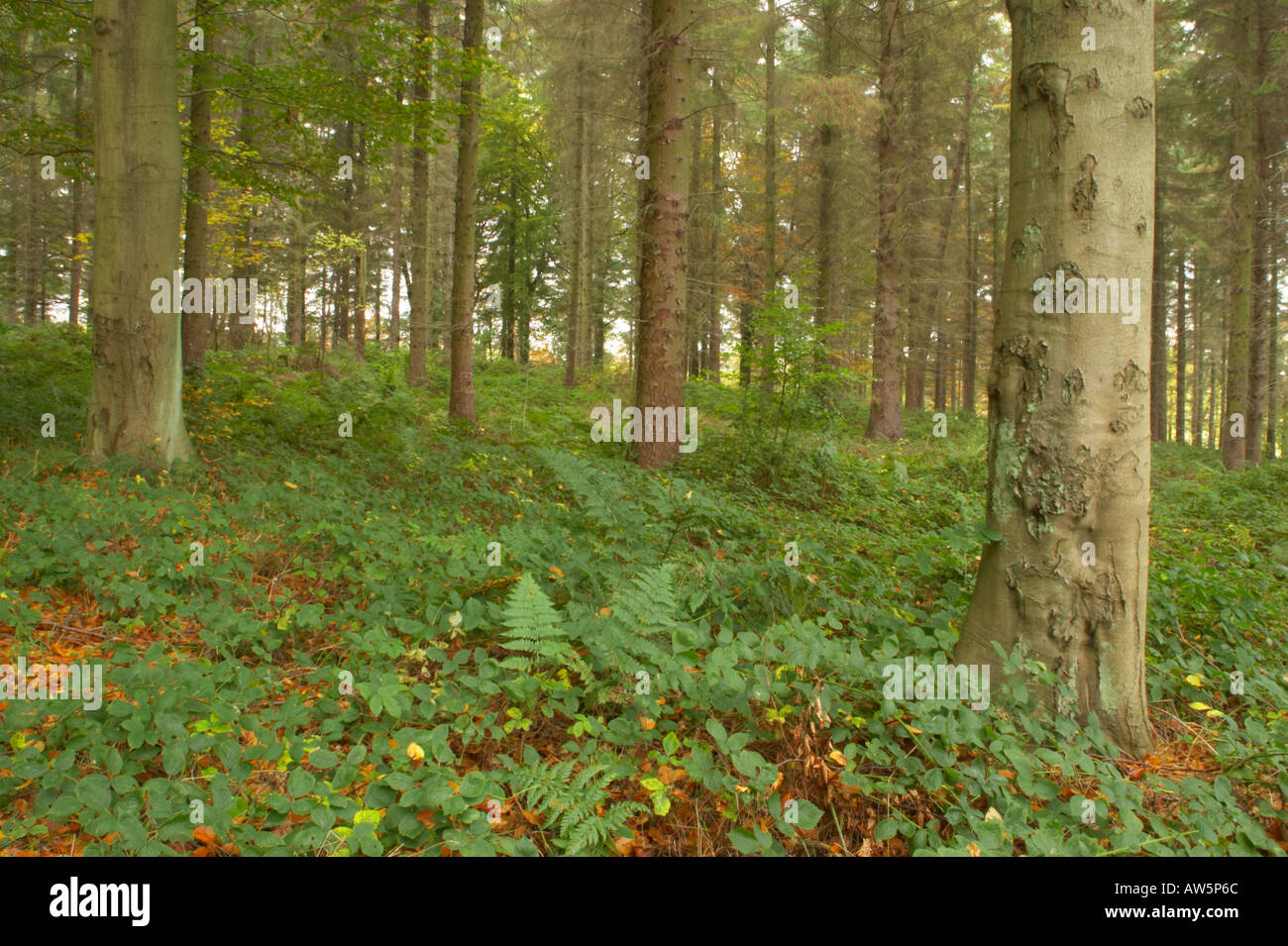 Chopwell hi-res stock photography and images - Alamy